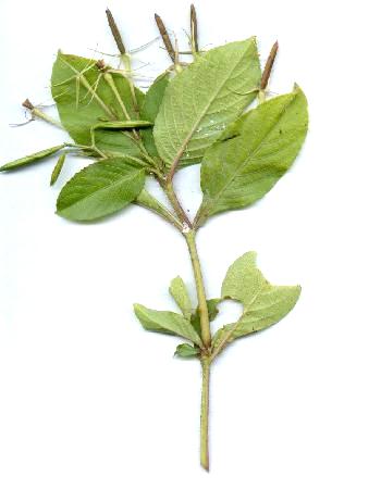 Ruellia tuberosa / Duppy Gun, Heart Bush